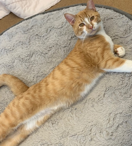 Pets For Adoption | St. Clair College